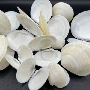 Venus Clams Dosinia Mostly White Shells Bivalves - Etsy