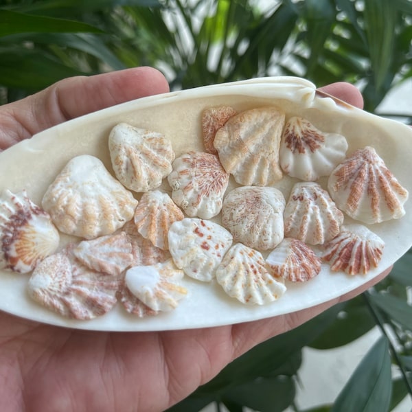 Cats Paw Shell - Etsy