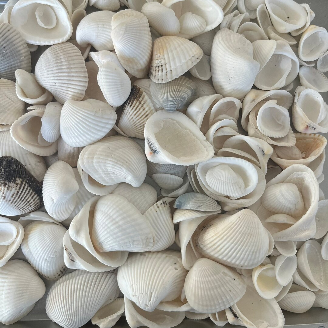 2 Pounds Ark Shells / Variety of Sizes / Bulk Ark Shells - Etsy
