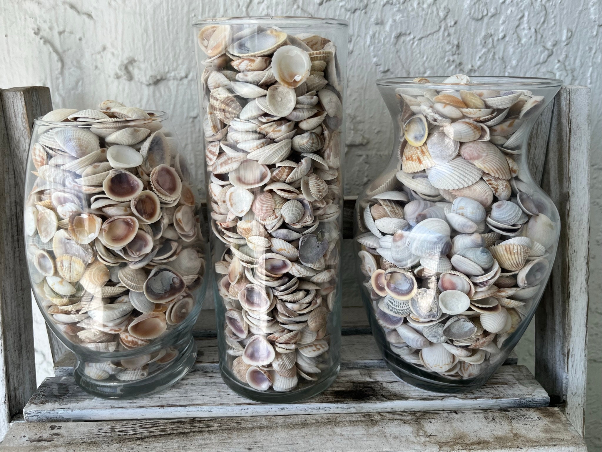 Small Clam Shell Mix: Crafting Shells From Florida Gulf Beaches - Etsy