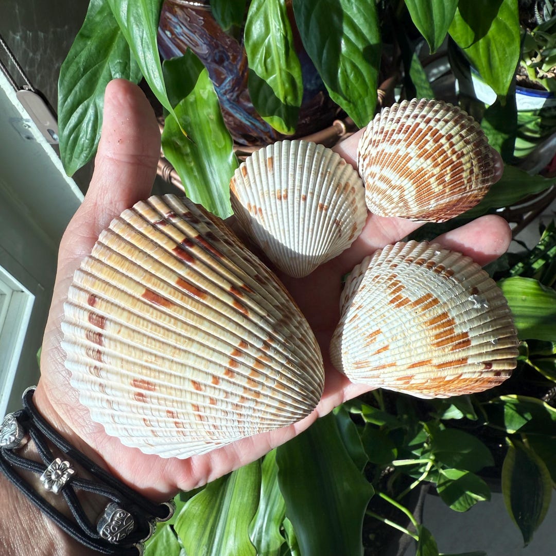 10 Cockle Shells Mixed Sizes Gulf Coast Cockles - Etsy