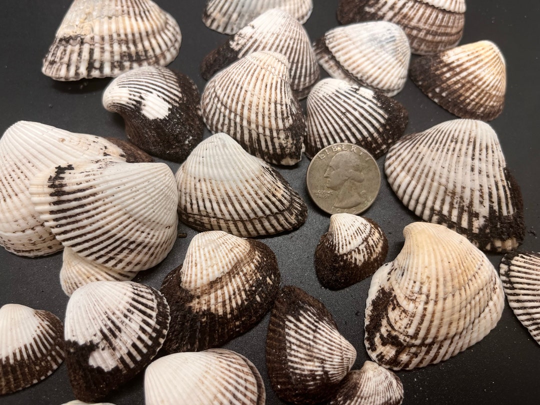 Black and White Ark Shells - Ponderous Ark - Crafting Shells - Etsy