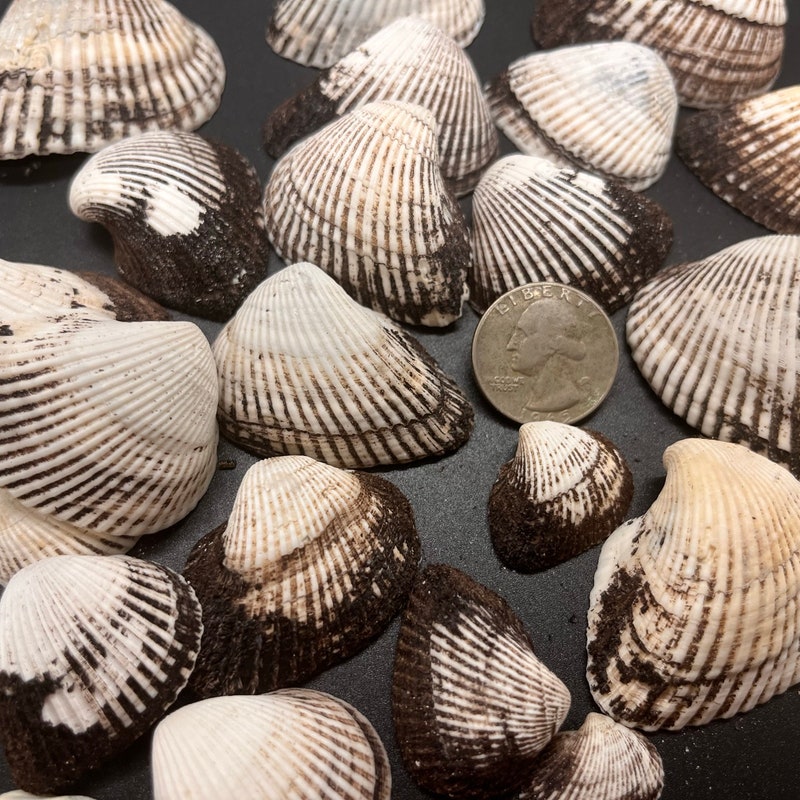 ShellShackCrafts - Etsy