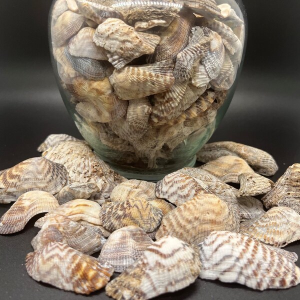 Turkey Wing Shells - Etsy