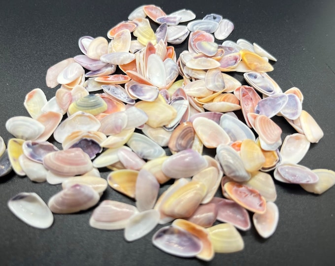 Coquina Shells by the 1/8 Cup (125+ Shells) and 1/4 Cup (aprox. 250 ...