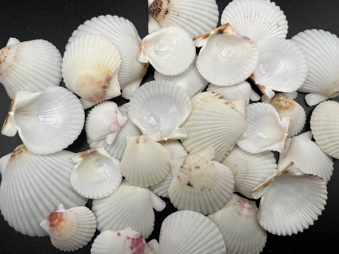 Scallop Shells - White With Specs - 10 or 20 Count / White Scallop ...