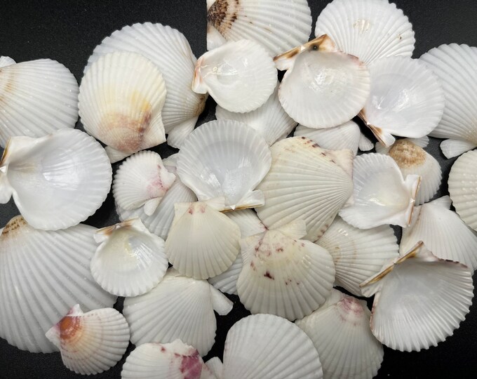 Scallop Shells - White With Specs - 10 or 20 Count / White Scallop ...
