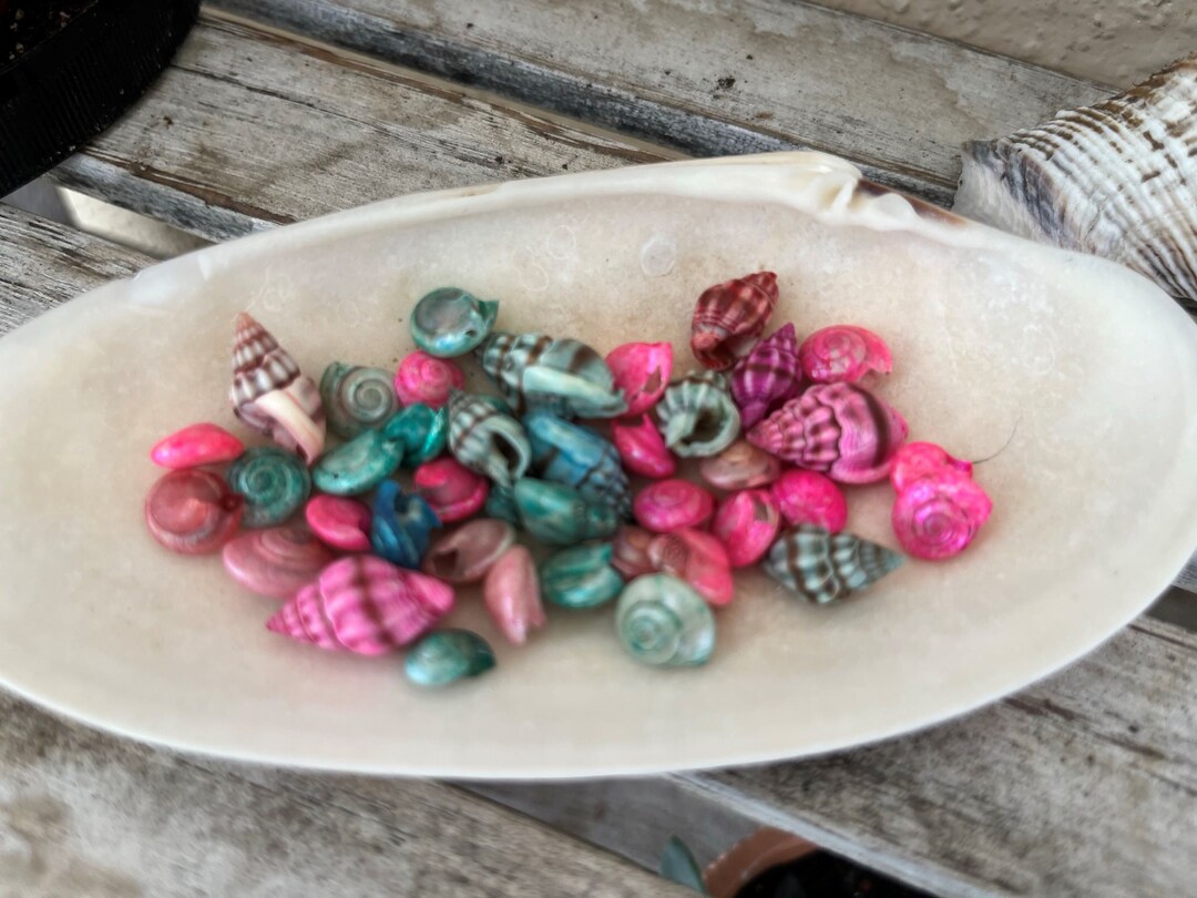 Small Dyed Shells Snail and Nassa Vintage Seashells - Etsy