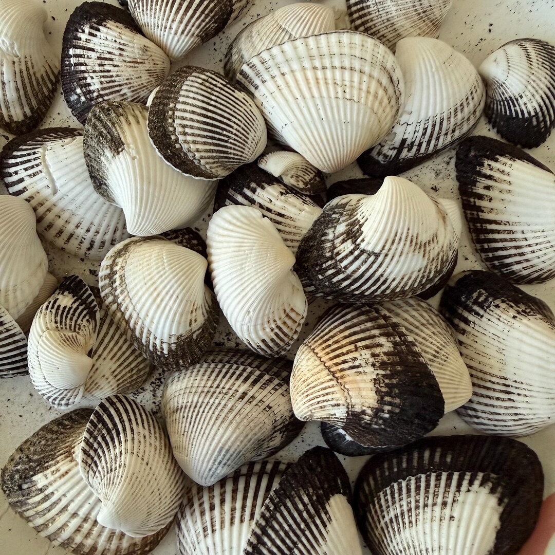 35 Ponderous Ark Shells: Black and White Crafting Shells - Etsy