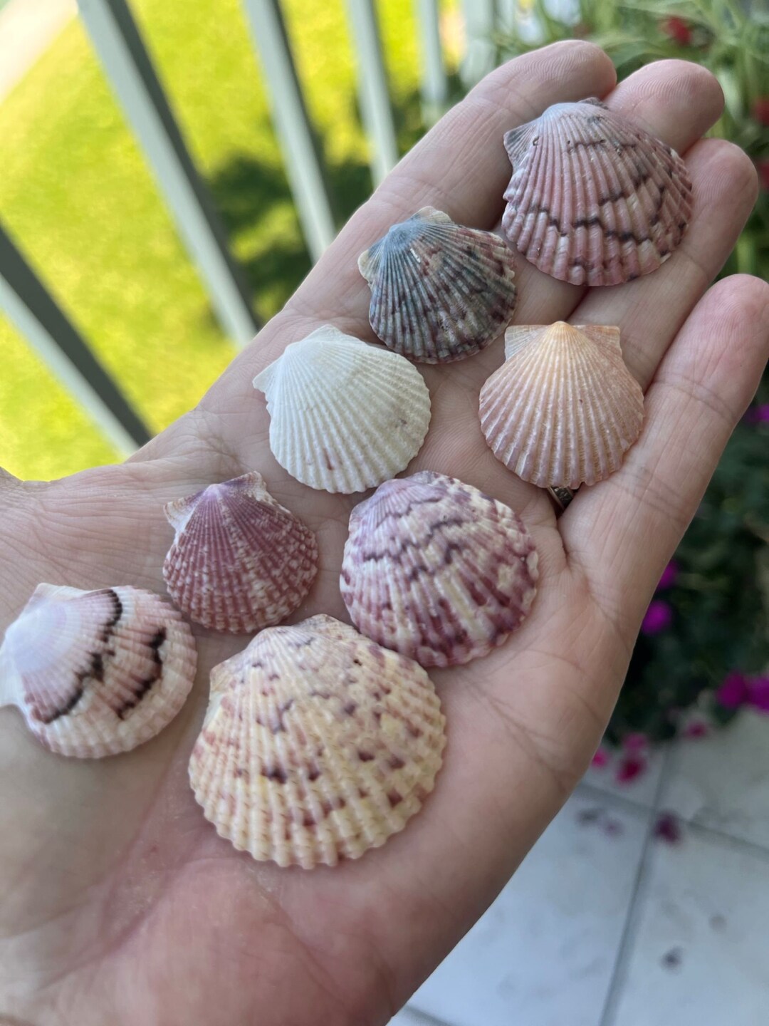 Bulk Scallop Shells: Natural Beach Crafting Shells - Gulf Coast Finds ...