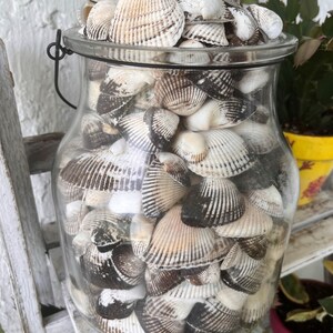 Black and White Ark Shells - Ponderous Ark - Crafting Shells - Etsy