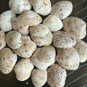 ShellShackCrafts - Etsy