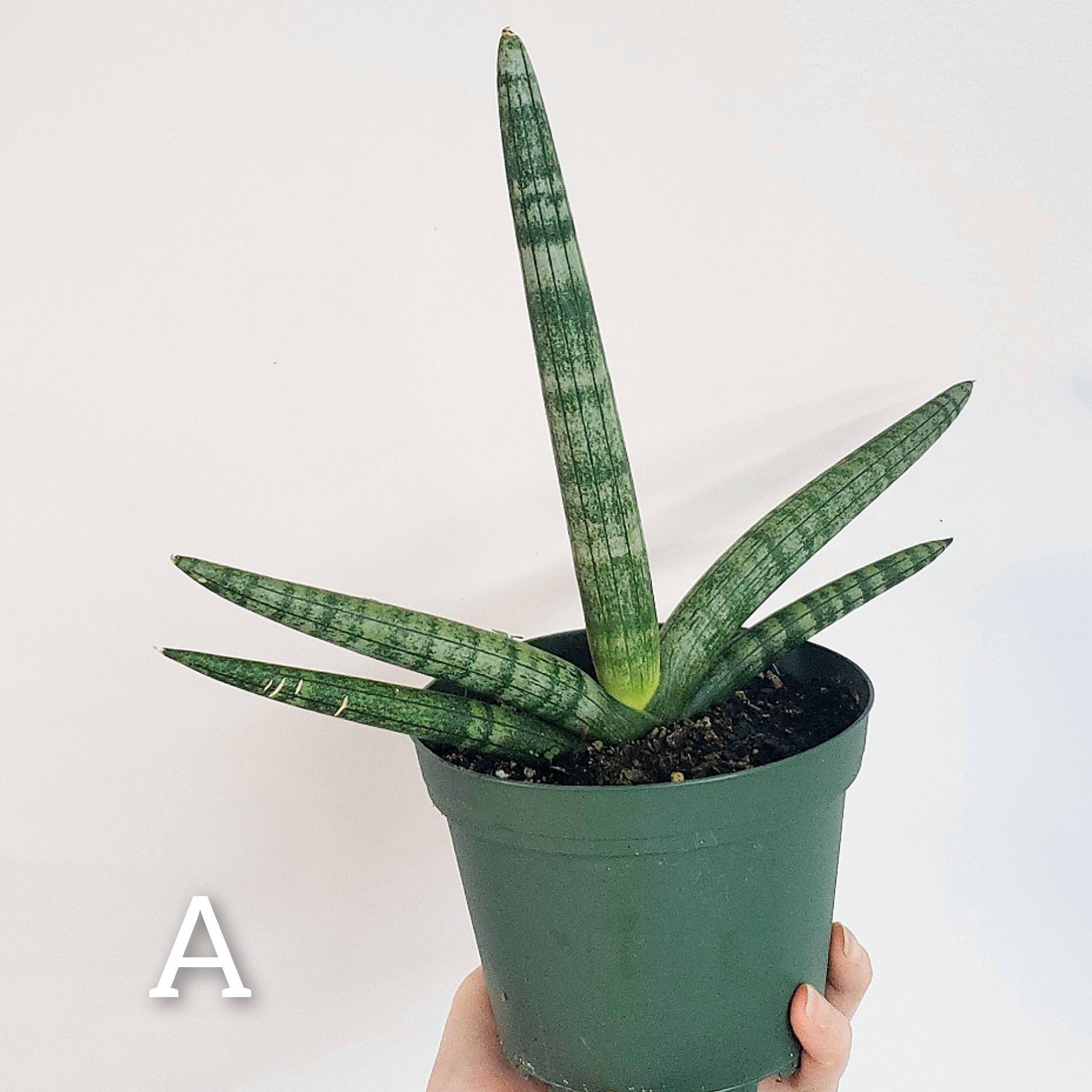 6 Boncel Snake Plant Sansevieria Cylindrica | Etsy