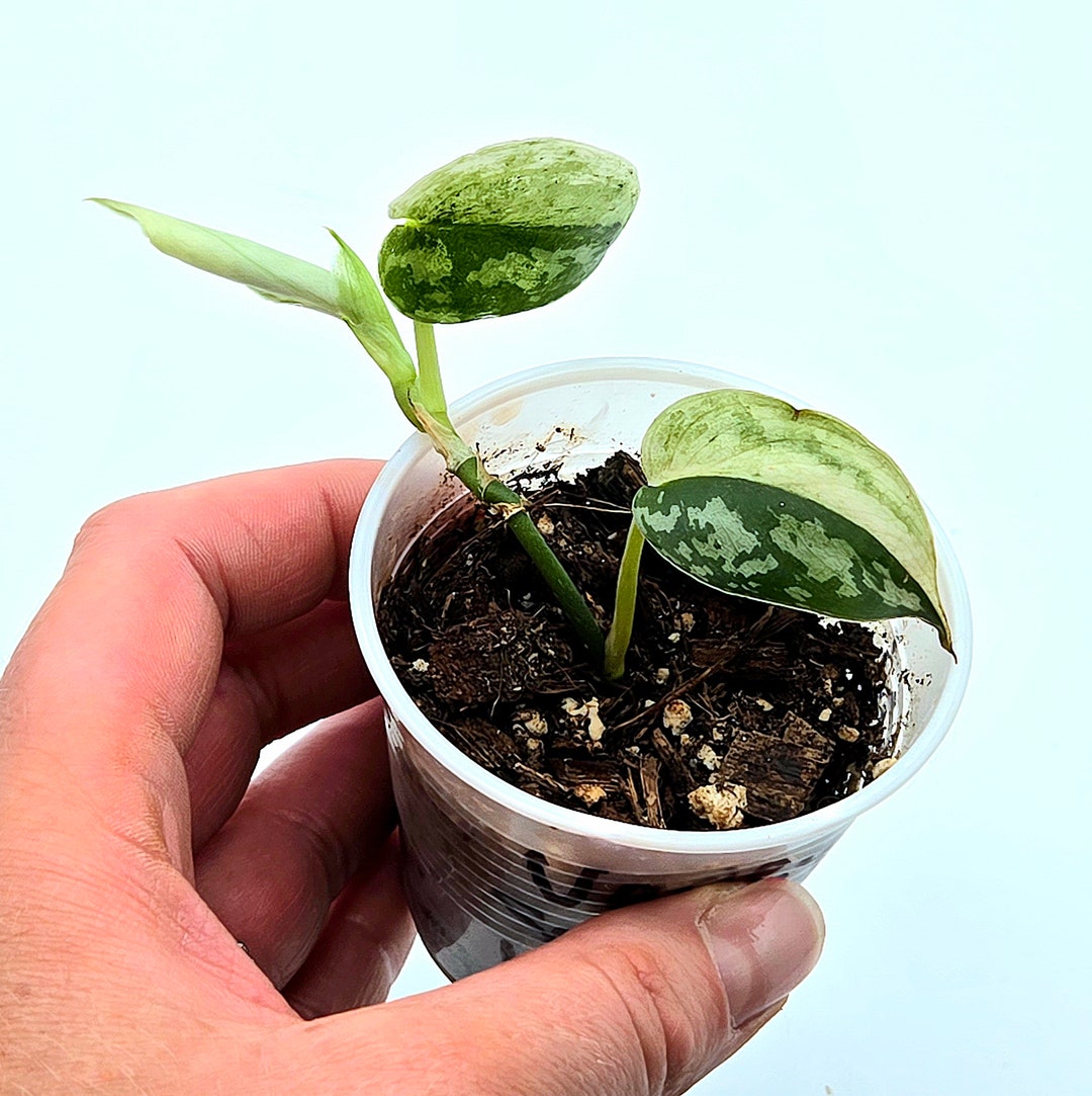Scindapsus Mayari Variegated, EXACT PLANT, Rare Houseplant, Rooted ...