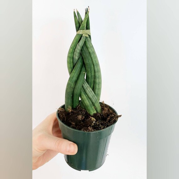 Sansevieria Cylindrica Starfish 'Boncel' Snake Plant | Etsy