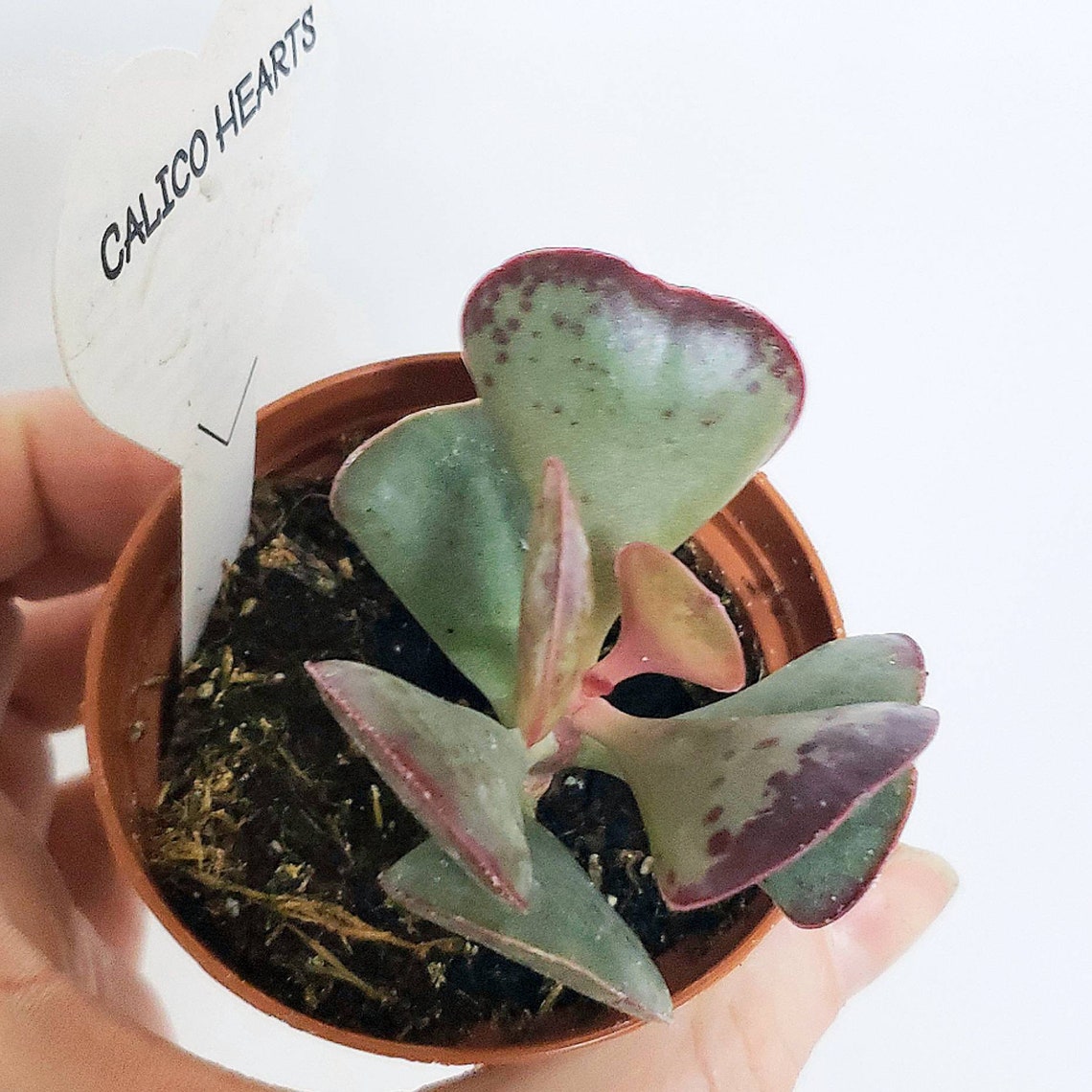 Calico Hearts Succulent Adromischus maculatus Variegated | Etsy