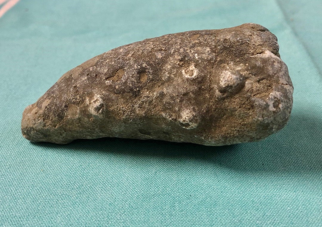 Authentic Rugosa Large Horn Coral Fossil 251-488 Million Years Old From ...