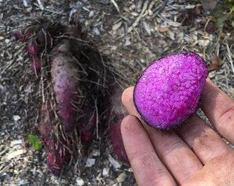 2 Purple Yam/ Ratalu/ube Plants Rooted Cuttings dioscorea Alata Organic ...