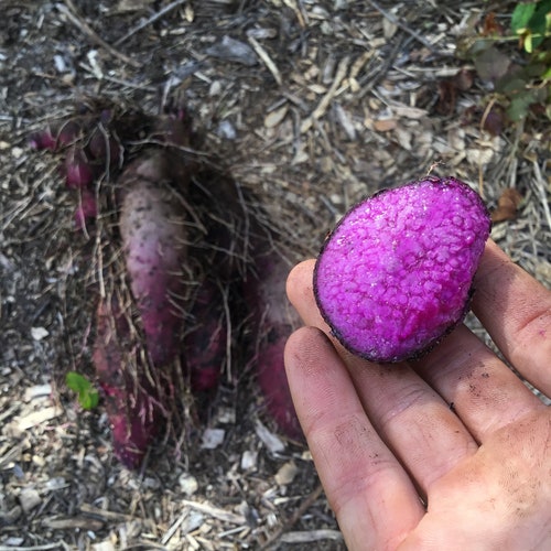 Purple Yam Ube Kinampay Variety Bohol Native Origin Dioscorea Etsy