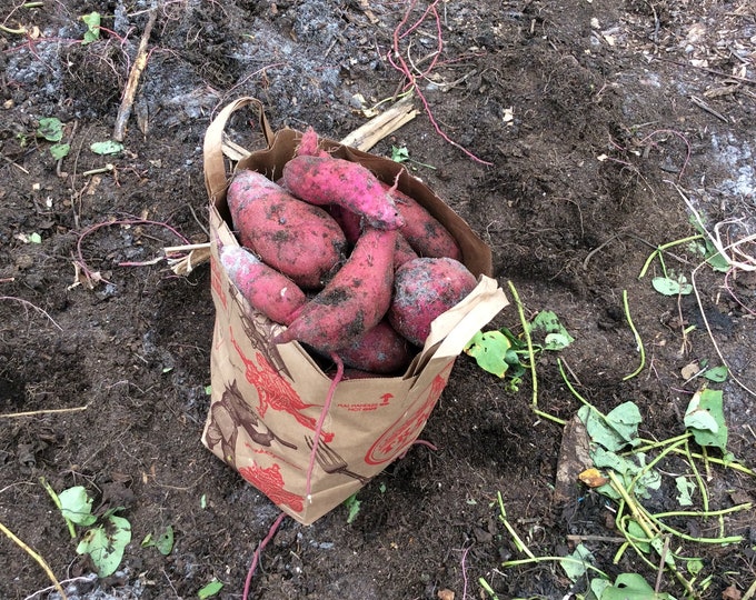 White Sweet Hannah Potatoes 2 Lbs, White Yam, Hannah Potatoes - Etsy