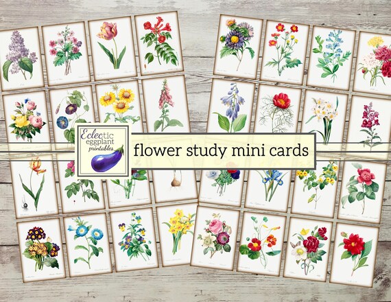 Botanical Specimen Cards Volume Two Digital Download Printable Flower ...