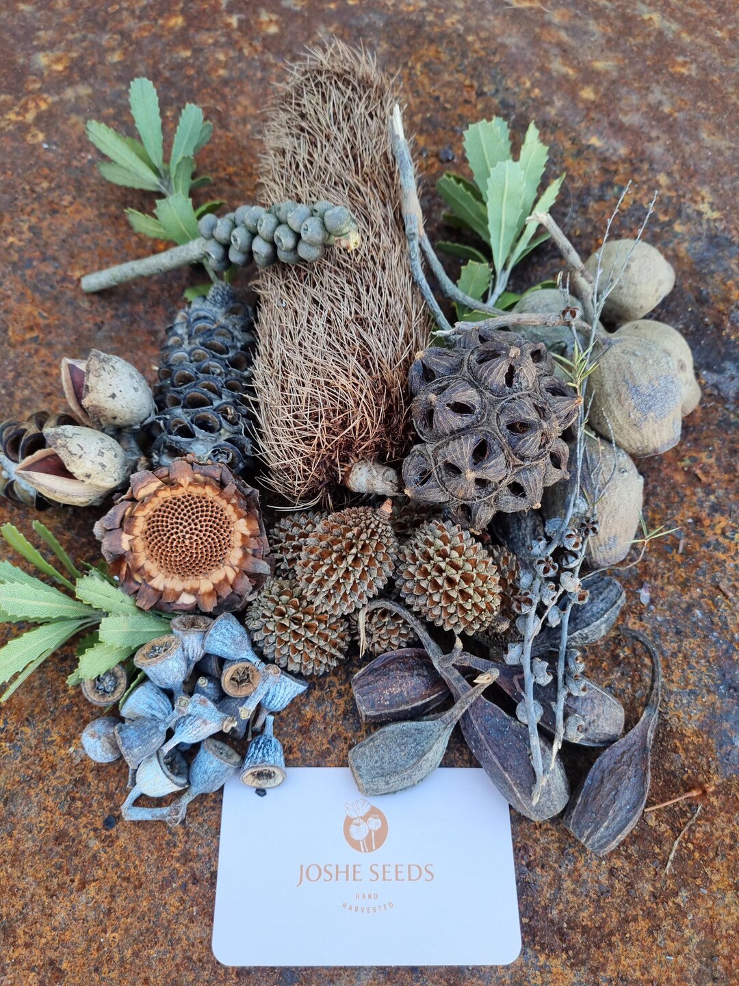 Native Australian Seed Pod Pack Craft Decorative or for Bird Toys 11 ...