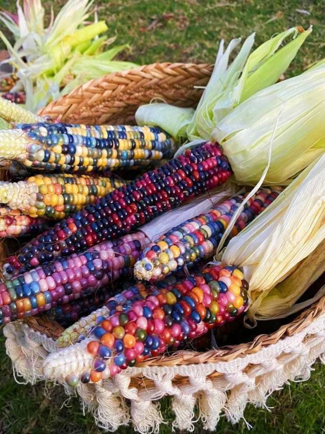 Heirloom Gem Corn Multi Coloured X30 - Etsy Australia