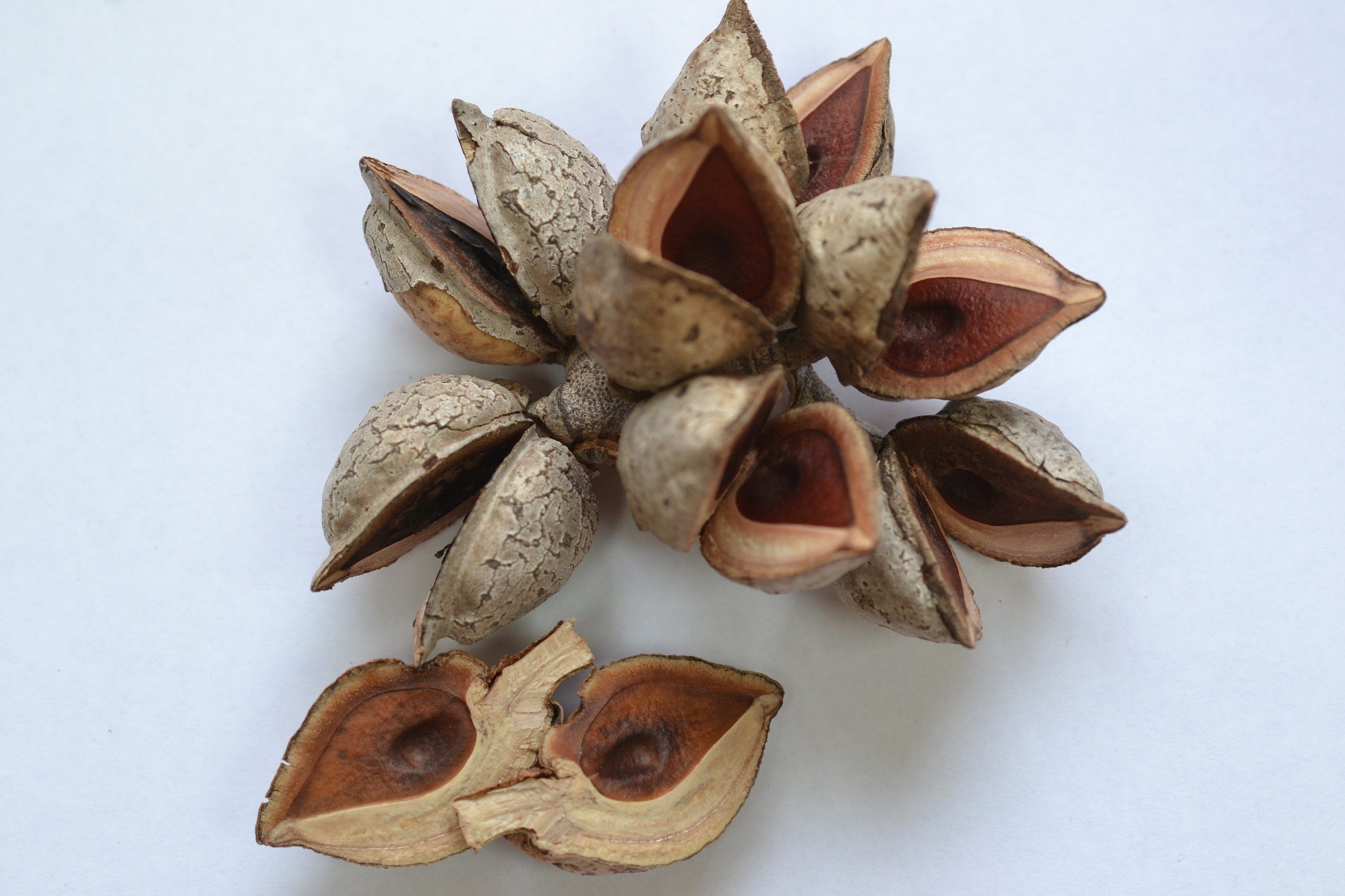 Hakea Lorina Nut Seed Pod - Etsy