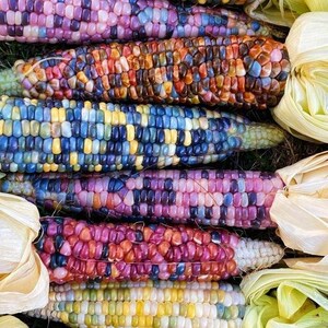 Heirloom Gem Corn Multi Coloured X30 - Etsy Australia