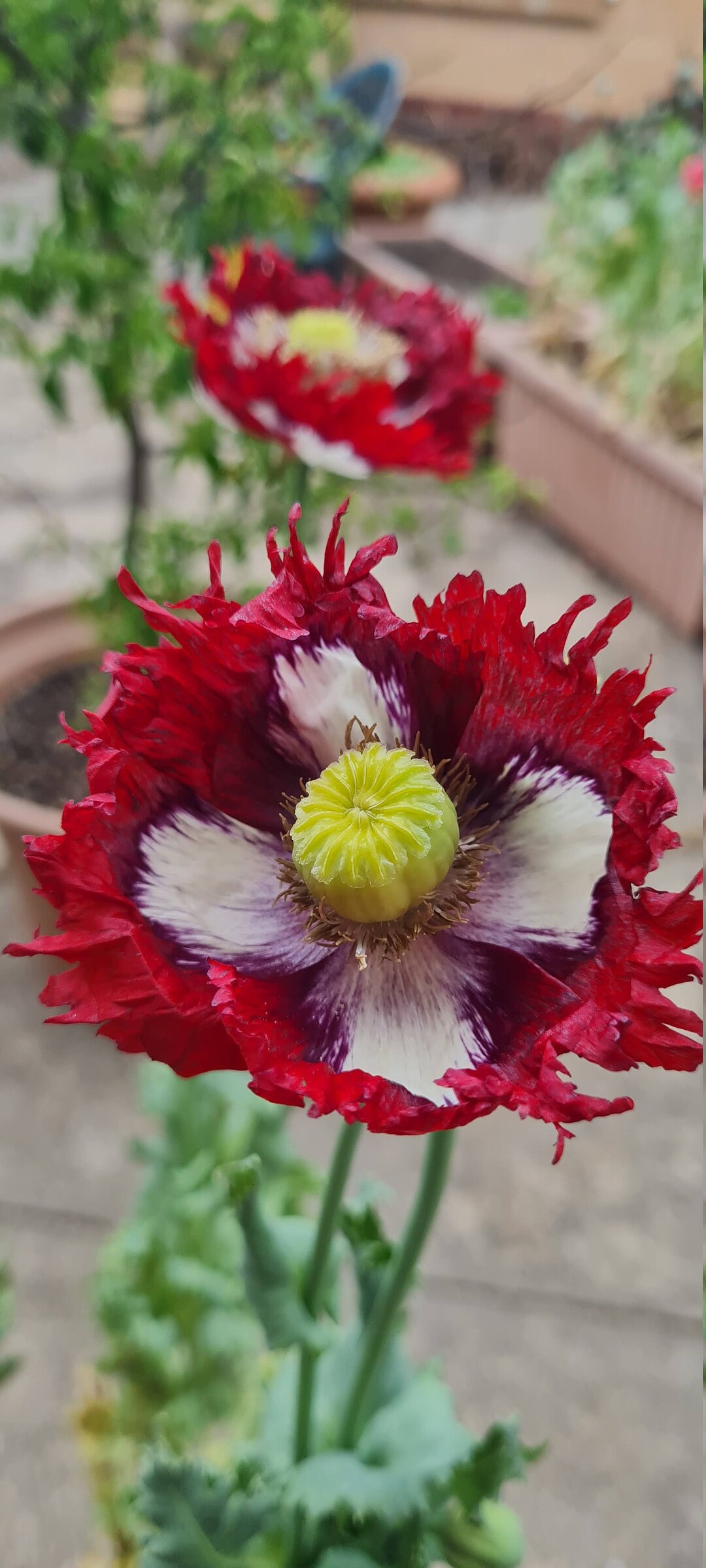 Dutch Flag Papaver Somniferum Poppy Seeds X150-200 - Etsy Australia