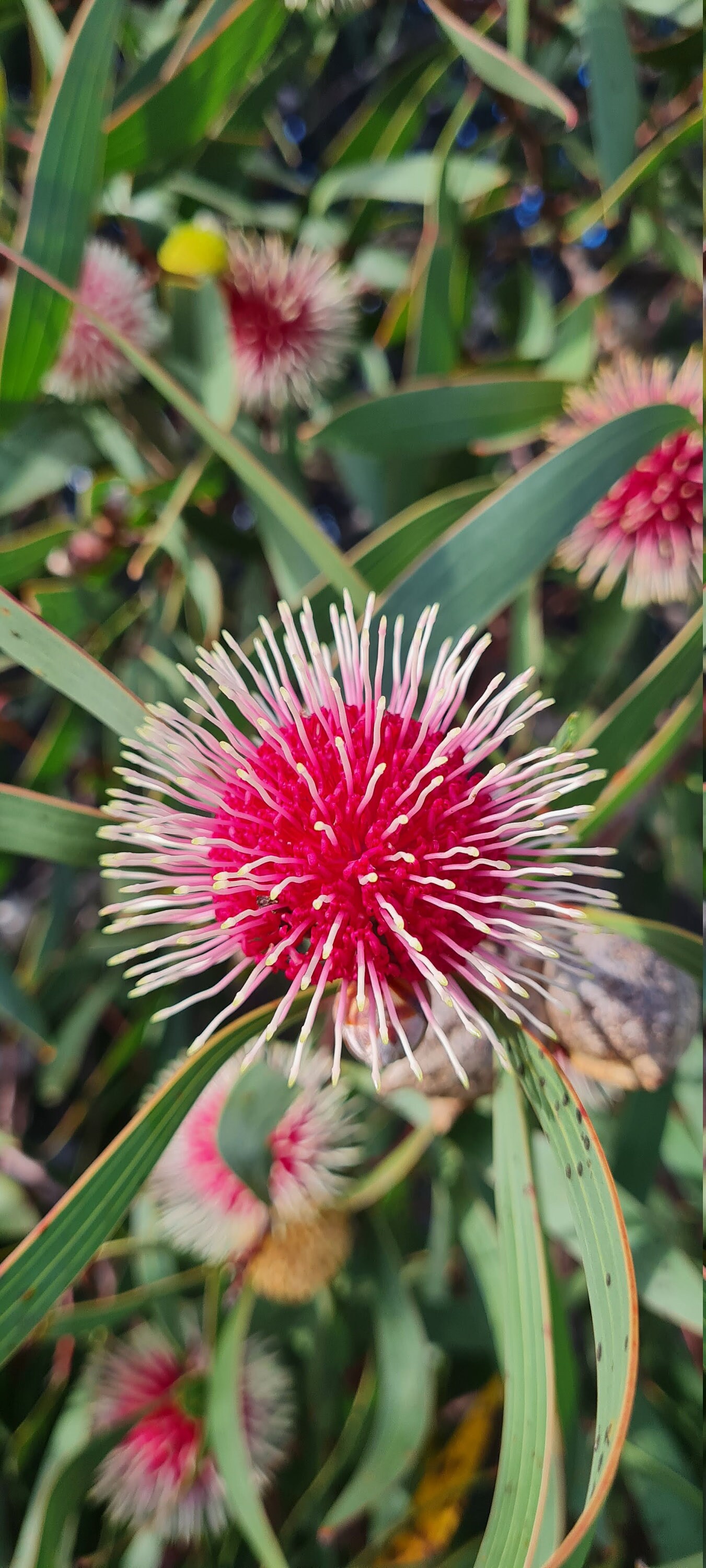 Home & Living Seeds & Seed Bombs Kodjet Shrub Red & Cream Globular ...