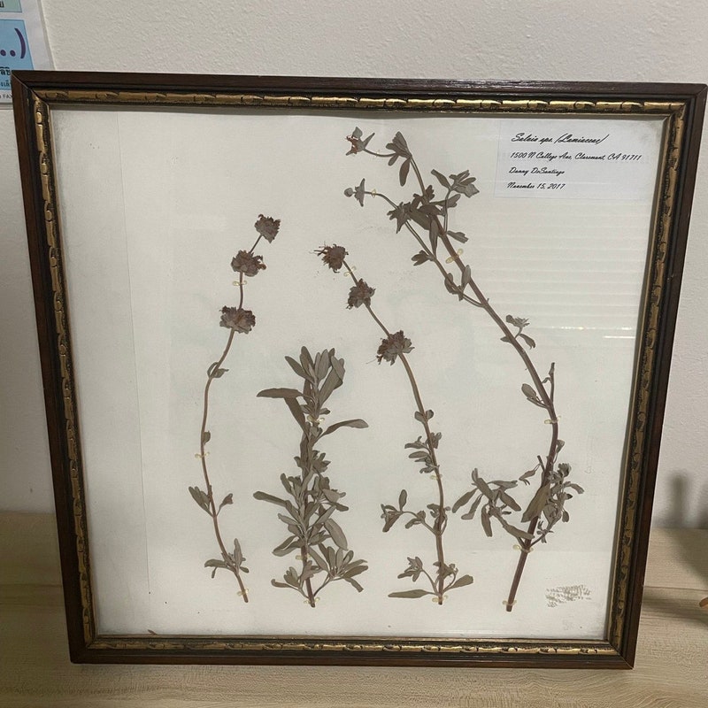 Pressed Plant Art - Etsy