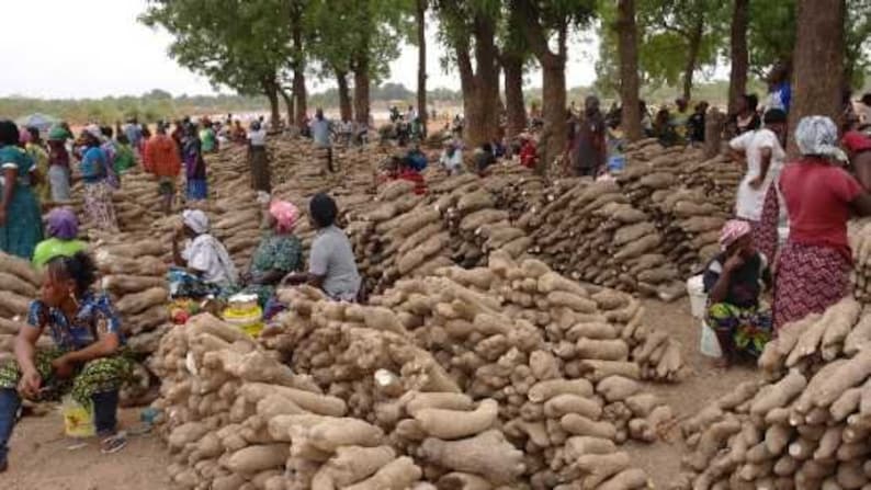 African Yam TubersGHANA WHITE YAMS Ghana Pona Yams White | Etsy