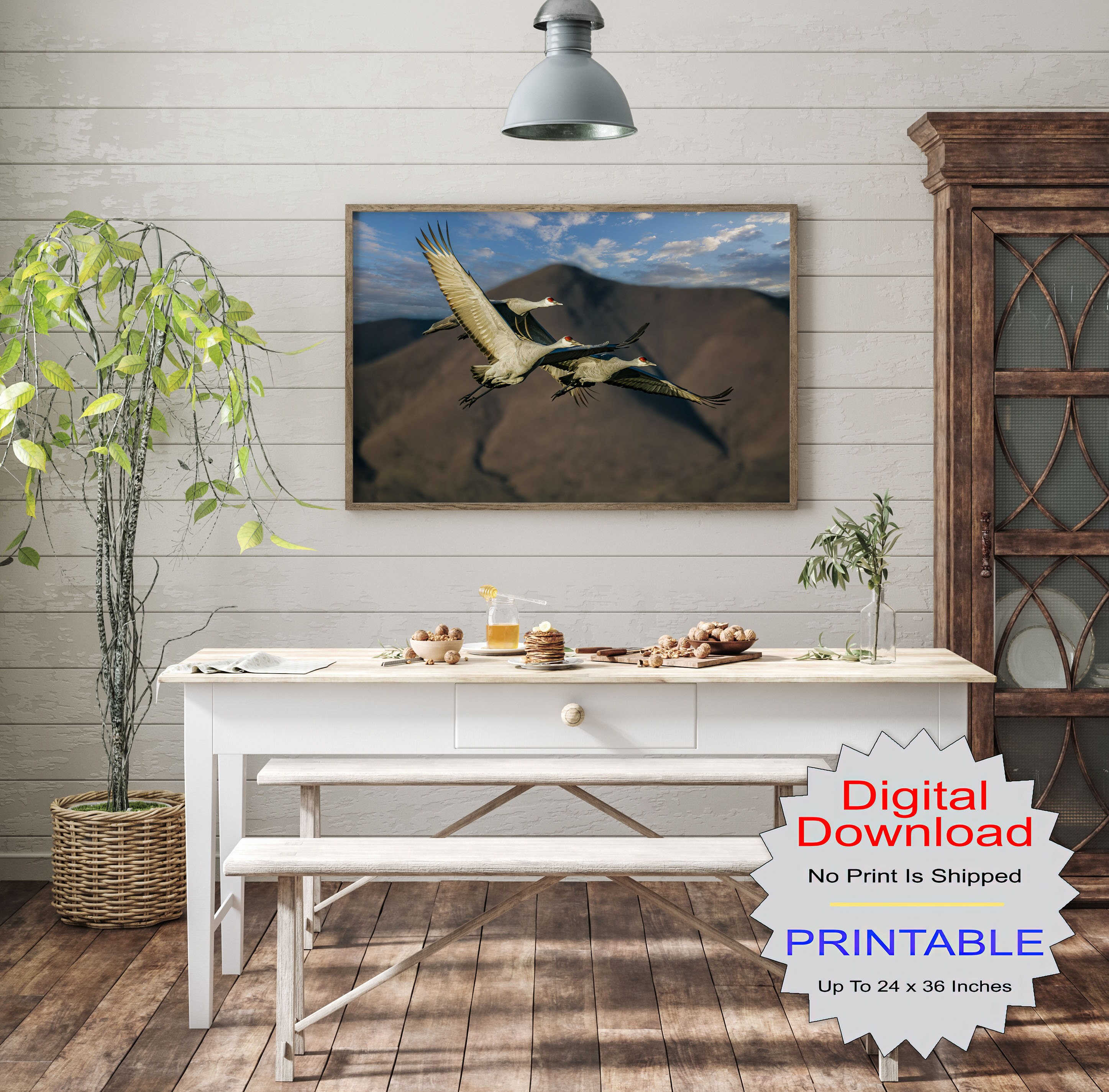 Sandhill Cranes, Bosque Del Apache, Birds in Flight, New Mexico Birds ...