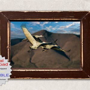 Sandhill Cranes, Bosque Del Apache, Birds in Flight, New Mexico Birds ...