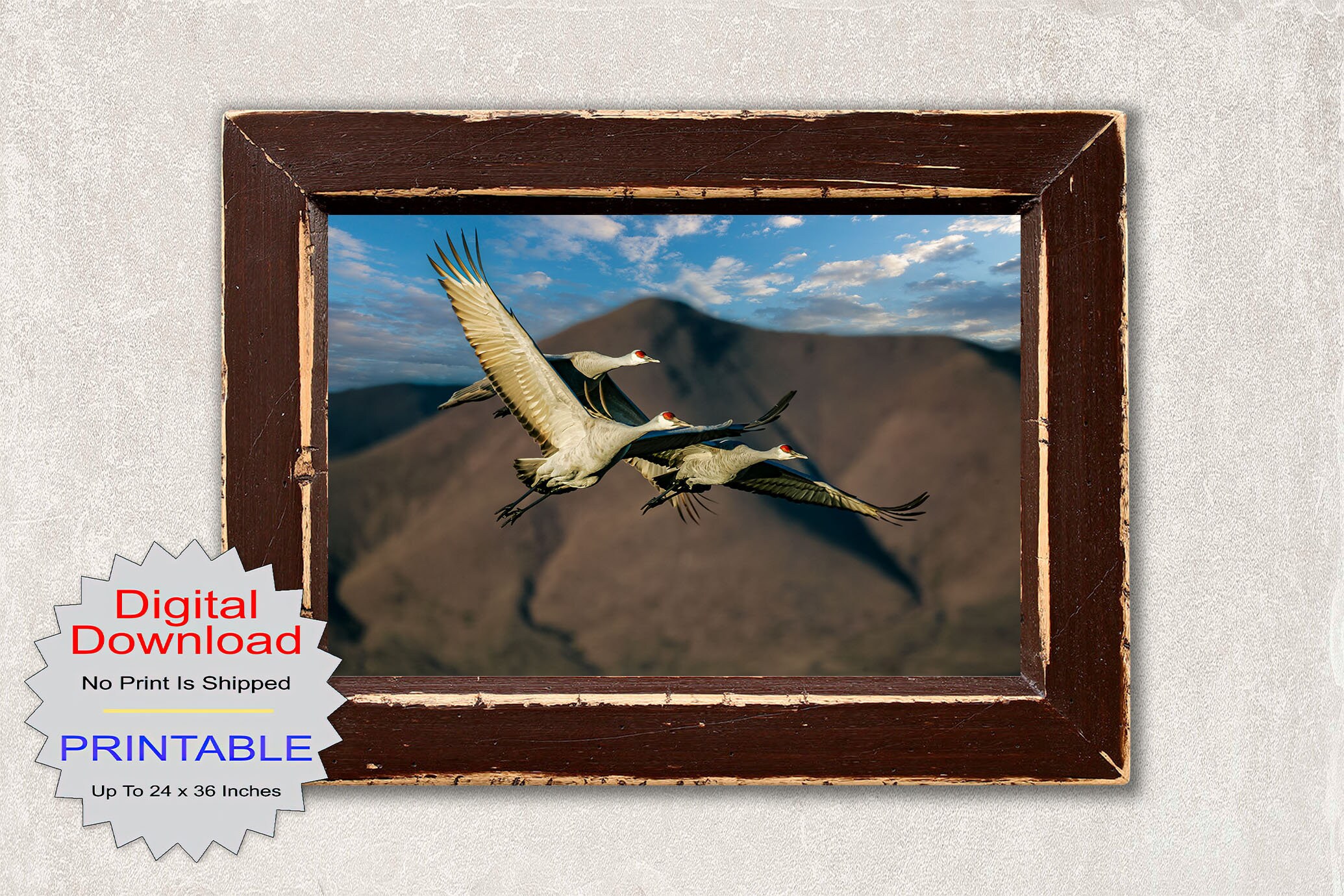 Sandhill Cranes, Bosque Del Apache, Birds in Flight, New Mexico Birds ...