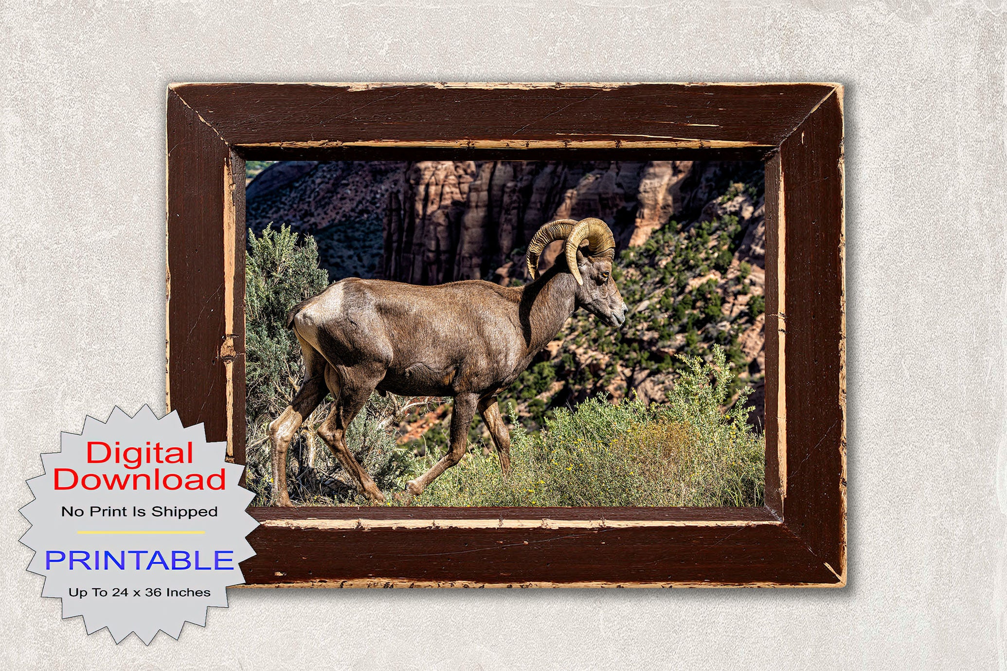 Big Horn Sheep, Mountain Sheep Ram, Colorado Ram, Digital Download ...