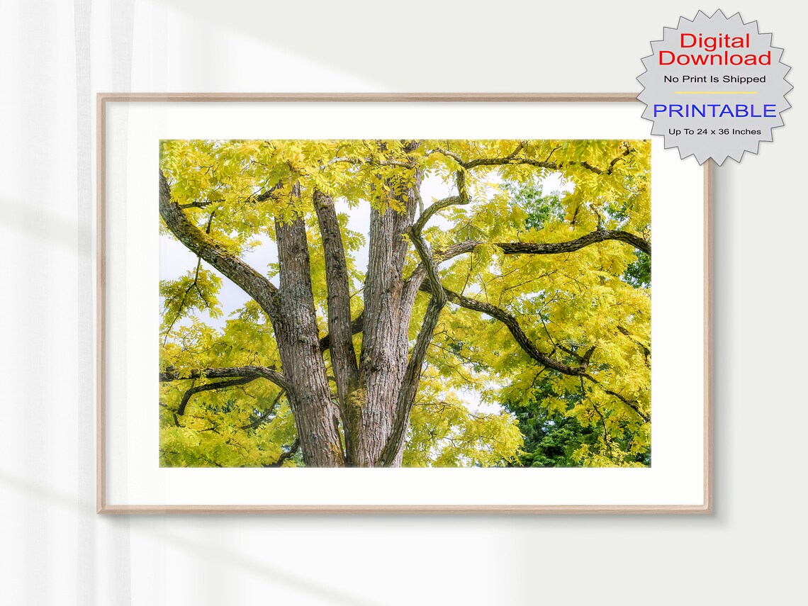 Locust Tree Art Photo Butchart Gardens Tree Print Nature - Etsy
