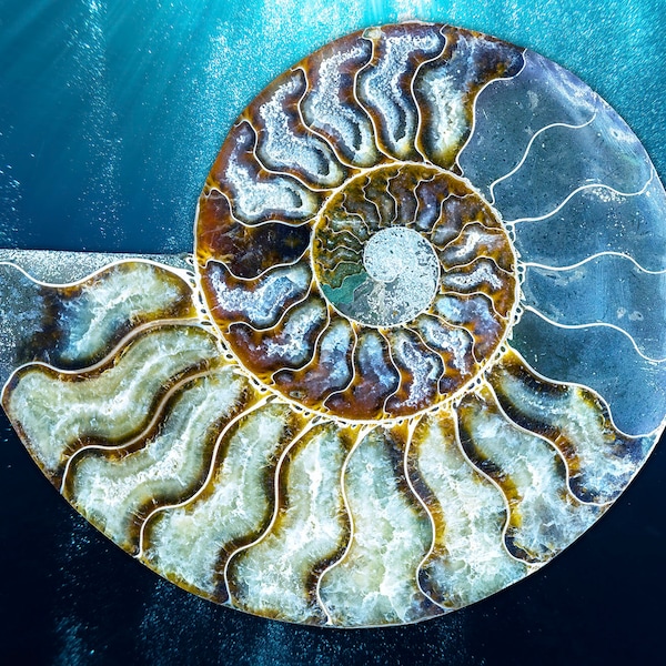 Nautilus Shell Art - Etsy