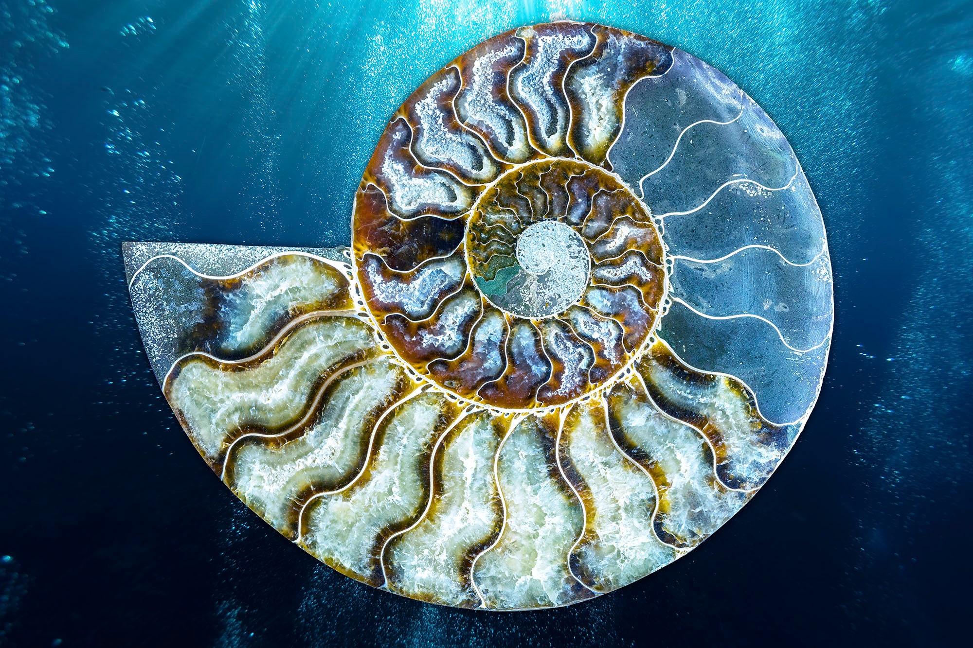 Blue Fossil, Ammonite, Nautilus Fossil, Ocean Fossil, Digital Download ...