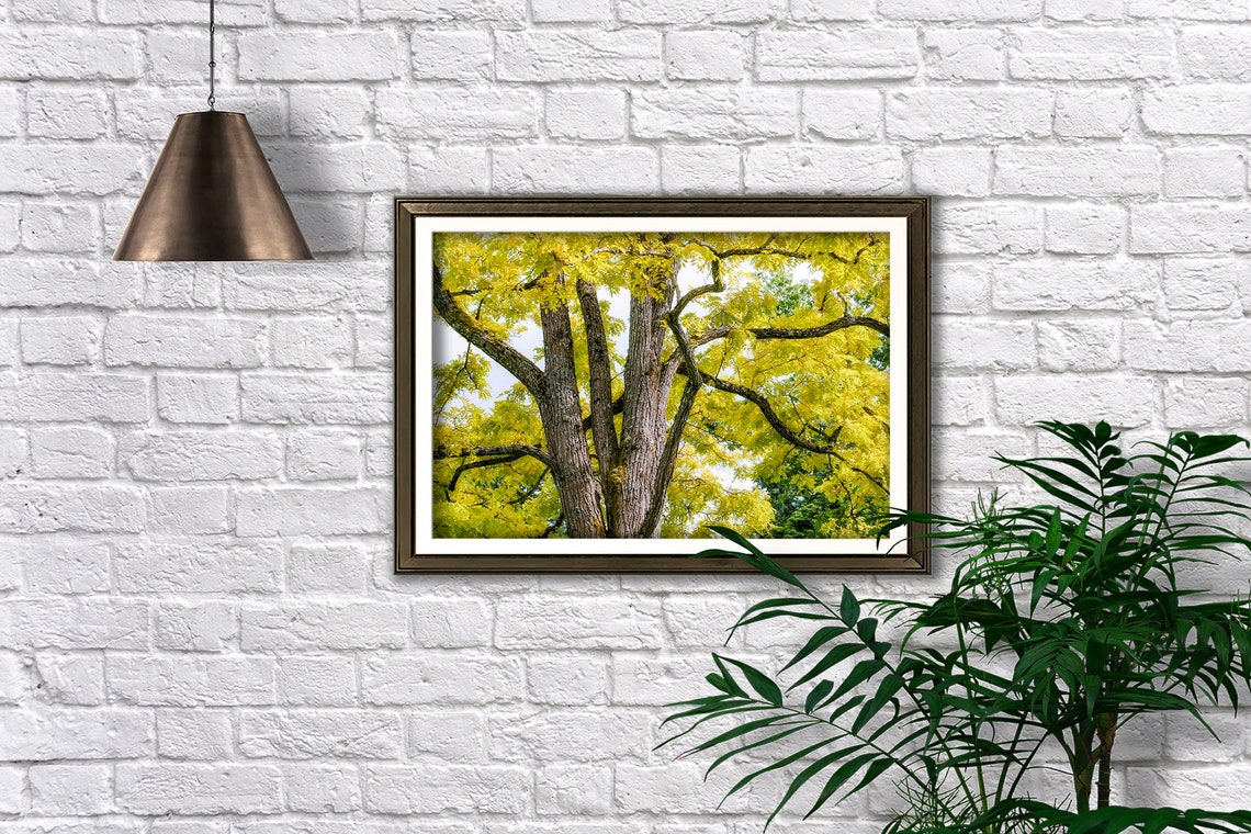 Locust Tree Art Photo Butchart Gardens Tree Print Nature - Etsy