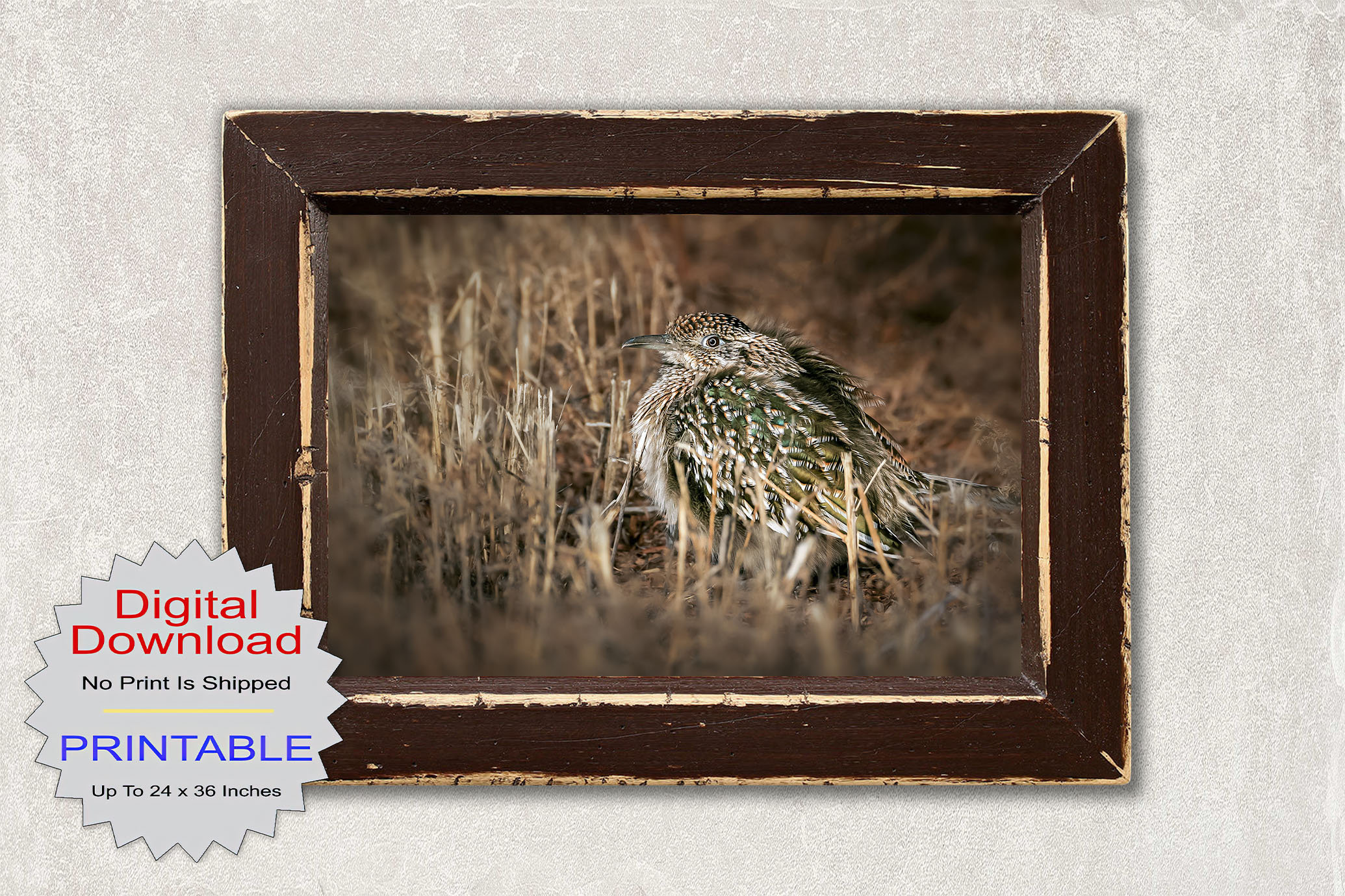 Roadrunner Bird, Bosque Del Apache, New Mexico Birds, Chaparral Birds ...