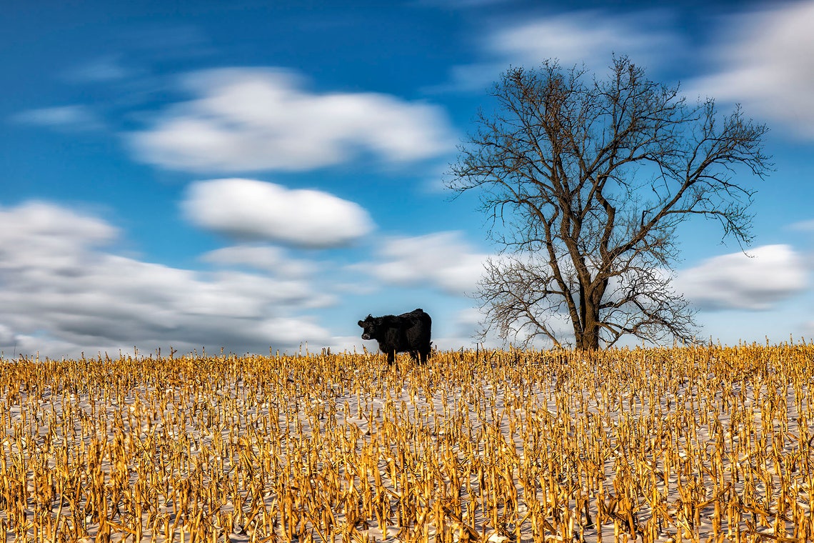 Cow in Cornfield Rural Barn Farm Scene Midwest Corn Farm - Etsy