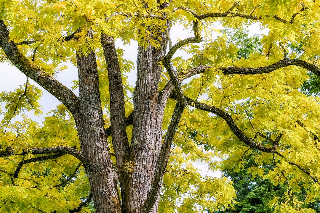 Locust Tree Art Photo, Butchart Gardens, Tree Print, Nature Photography ...
