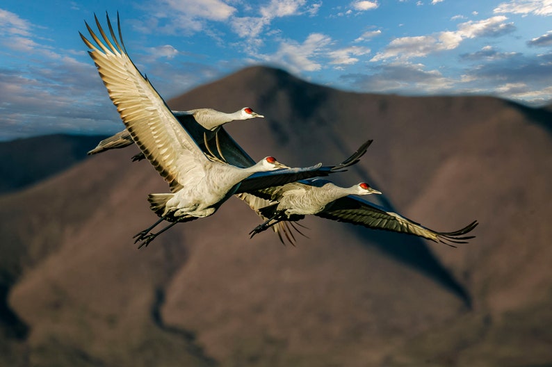 Sandhill Cranes, Bosque Del Apache, Birds in Flight, New Mexico Birds ...