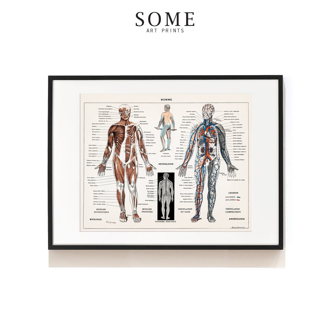 Vintage Human Anatomy Art Print . Arthrology Medical Art . Human Muscle ...