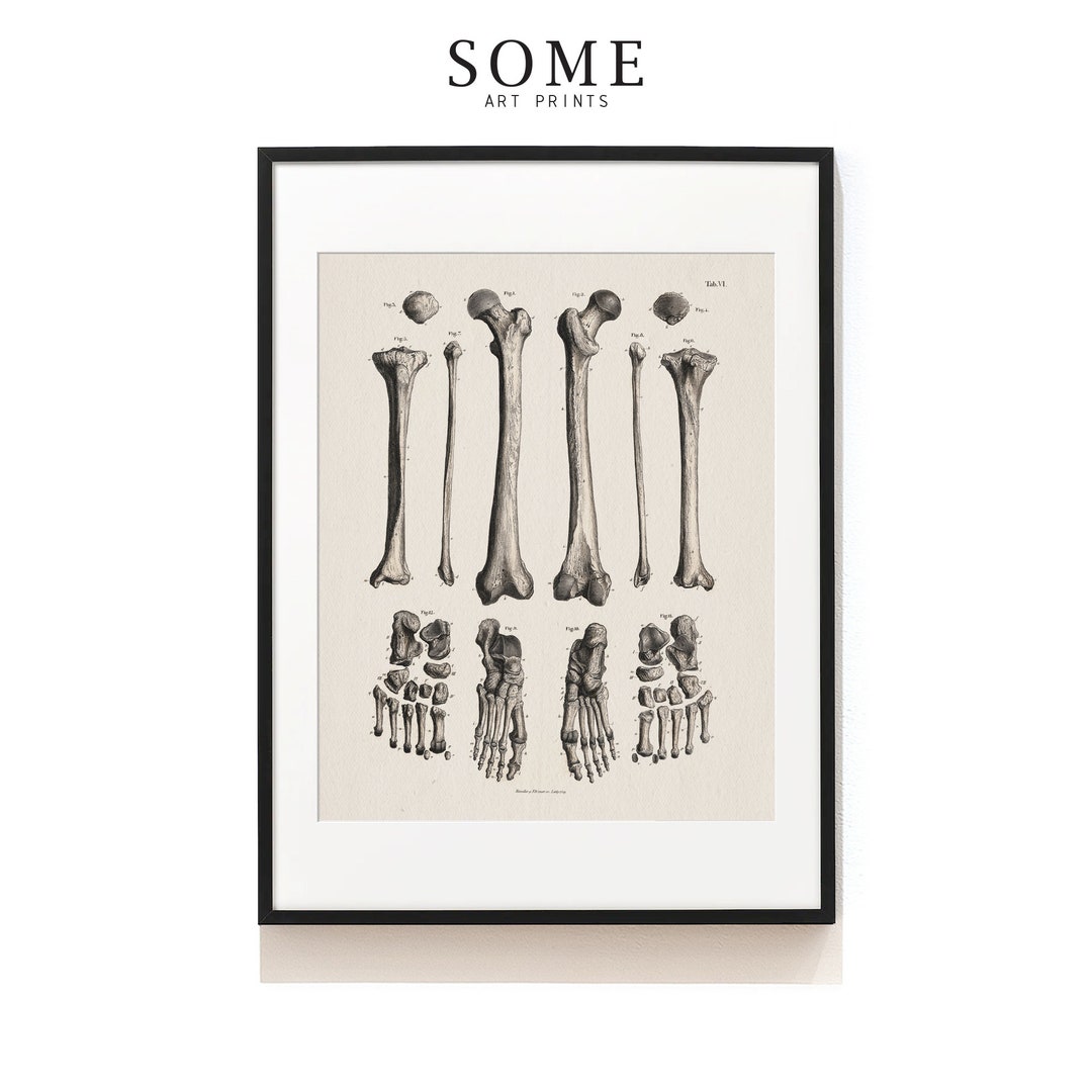 Foot Bones Anatomy Art Print . Leg & Foot Skeleton Illustration ...
