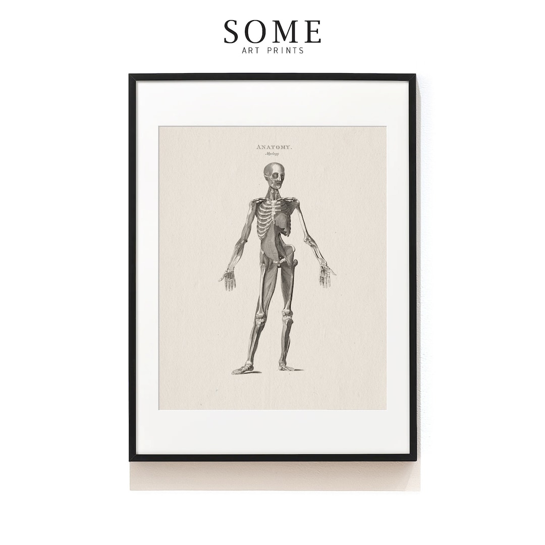 Myology Art Print . Human Muscles Anatomy Print . Muscular System ...