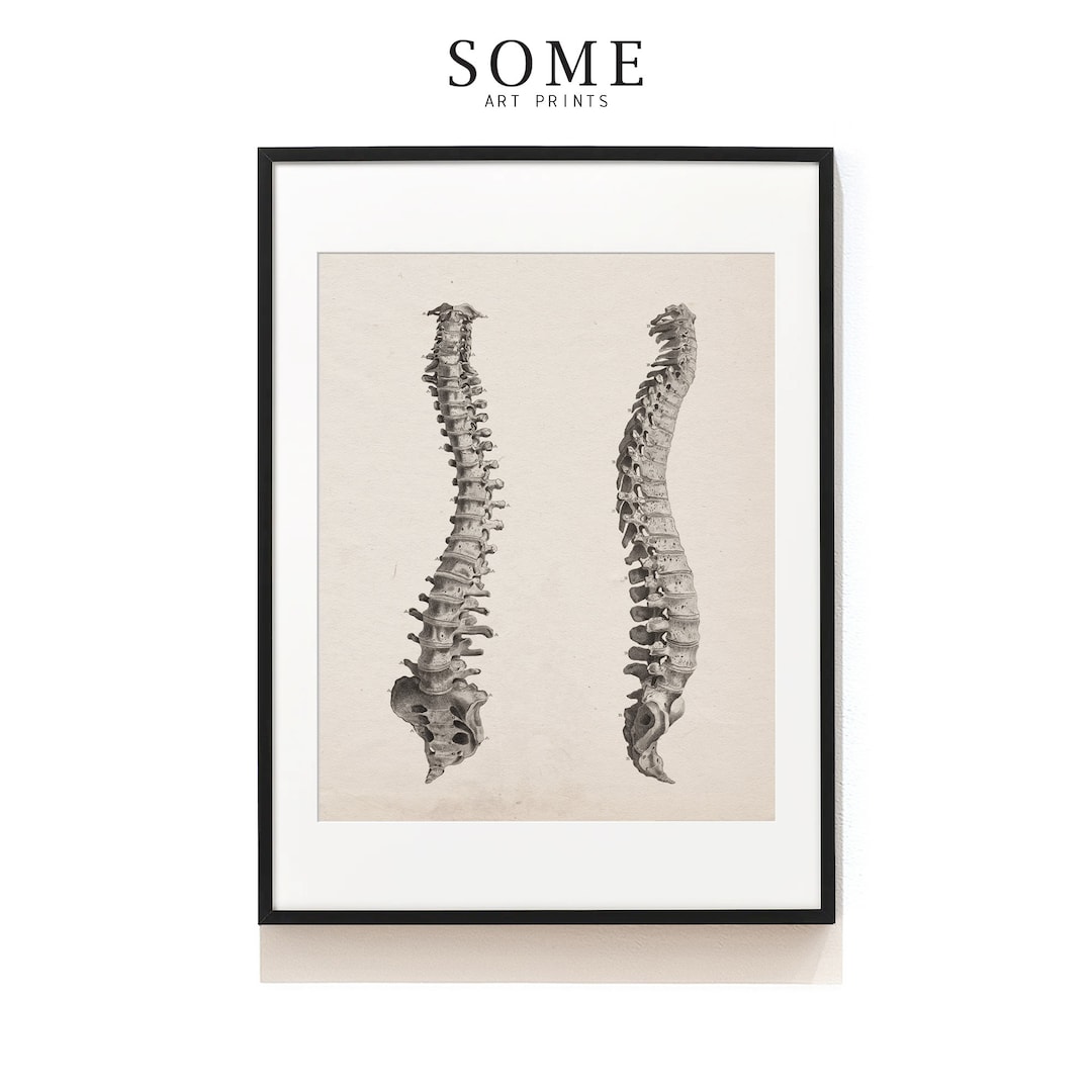 Spine Print . Spinal Anatomy Print . Medical Science Print . Human ...