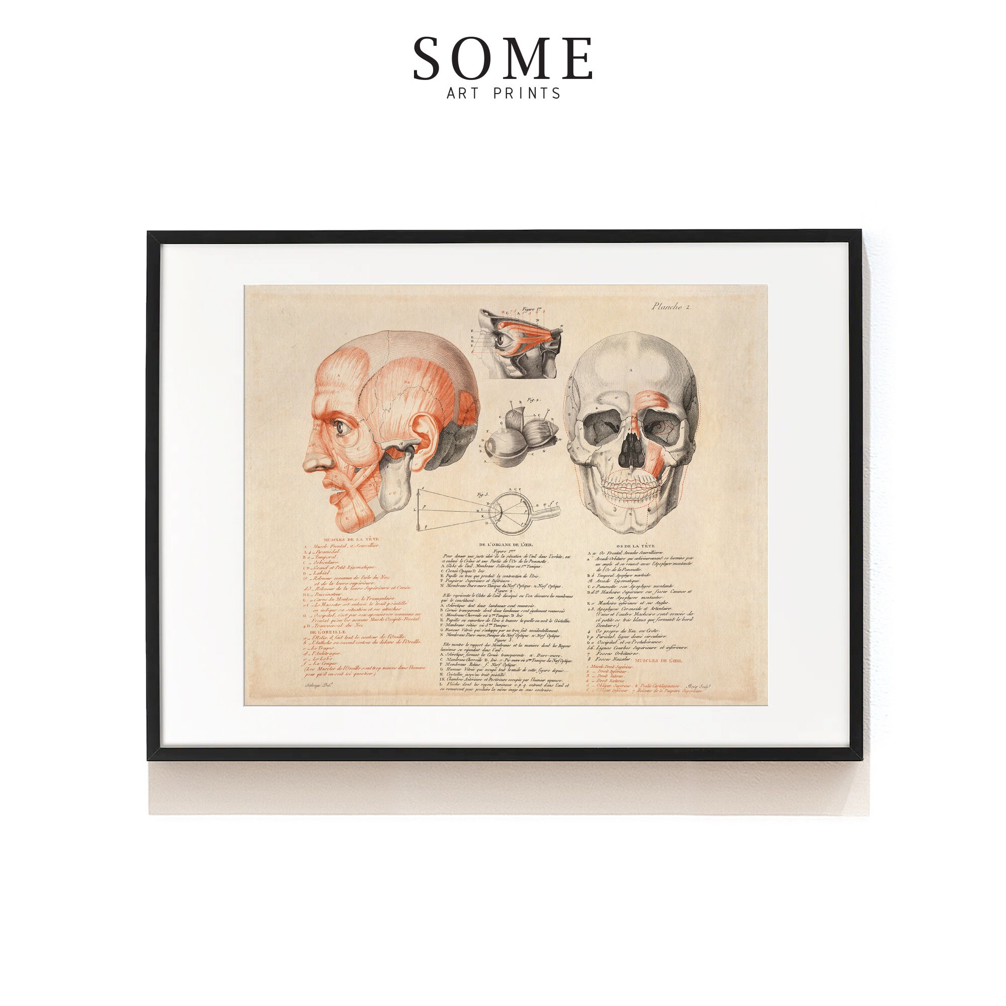 Skull Print . Human Anatomy Art . Vintage Human Skull Illustration ...